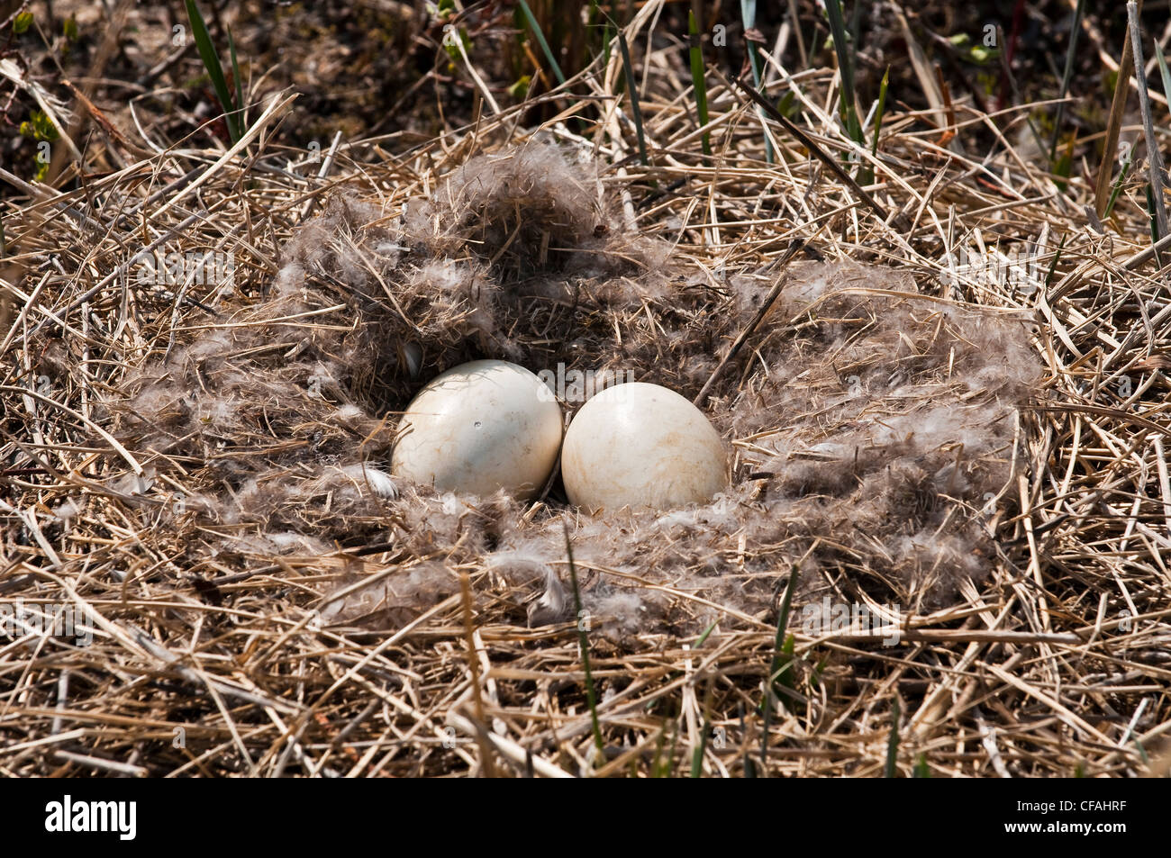 Two Canada Goose (Branta canadensis) eggs in a feathered nest, Manitoba ...