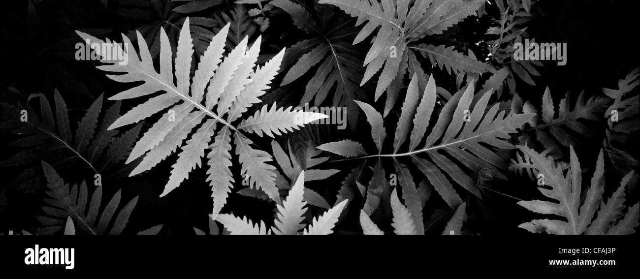 Sensitive fern hi-res stock photography and images - Alamy