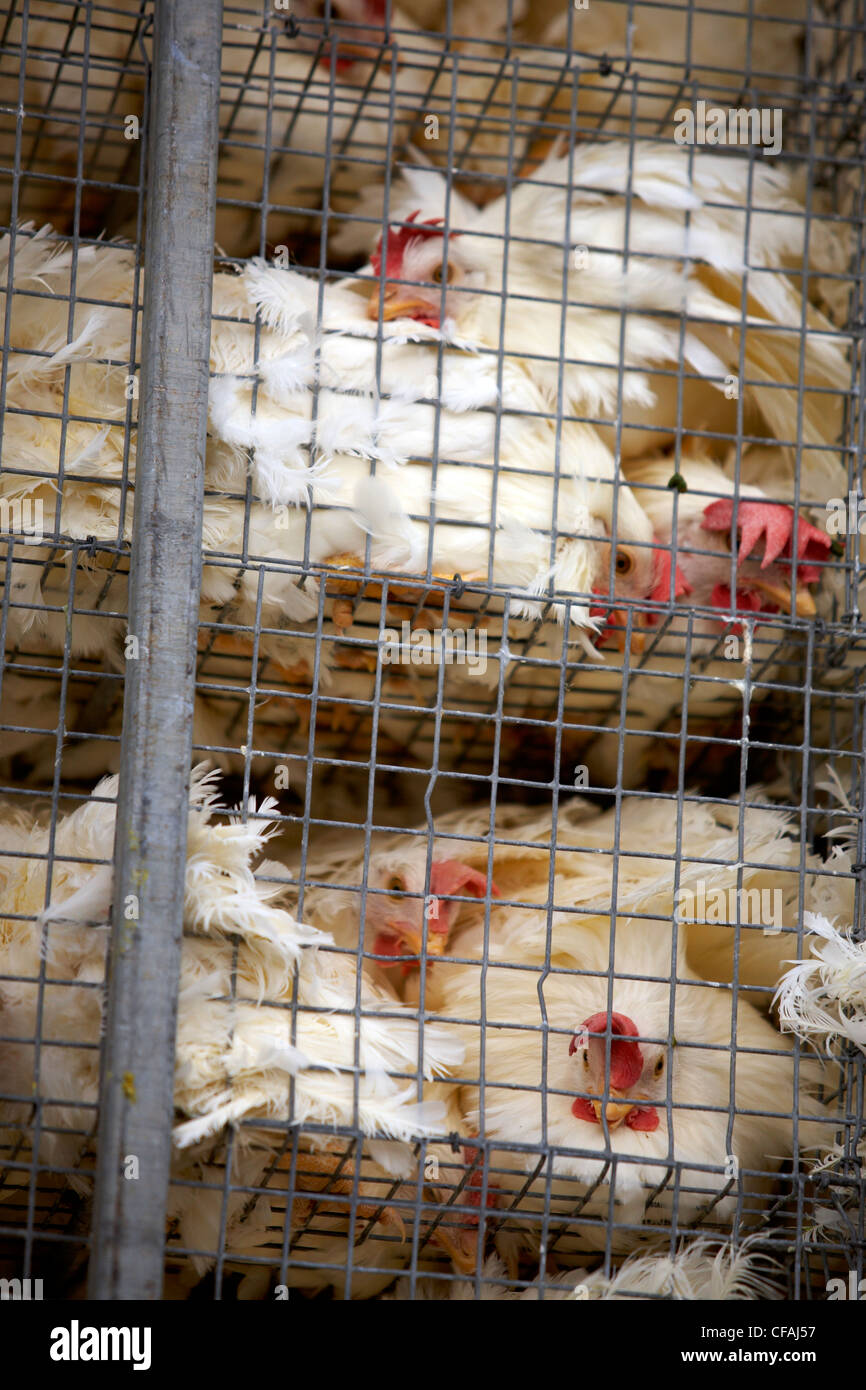 Caged chickens truck hi-res stock photography and images - Alamy