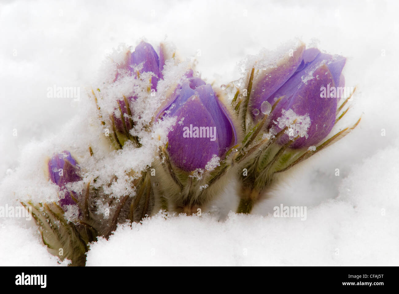 Close up of Prairie Crocus (Anemone patens) in the snow, Manitoba ...