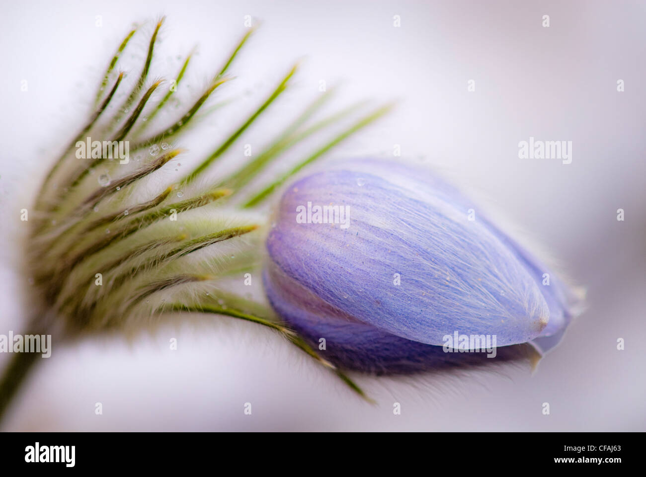 Prairie crocus manitoba hi-res stock photography and images - Alamy