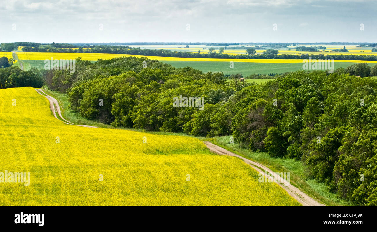 Treherne hi-res stock photography and images - Alamy