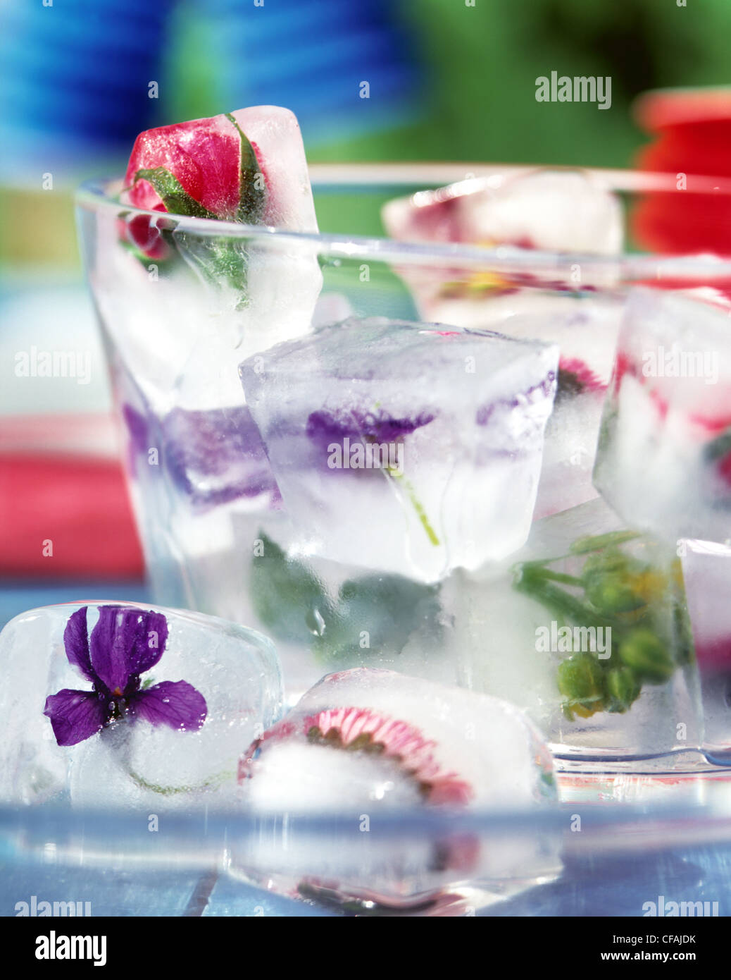 Still: flowers frozen in ice cubes Stock Photo - Alamy