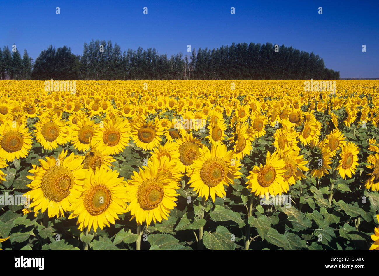 Oakbank manitoba hi-res stock photography and images - Alamy