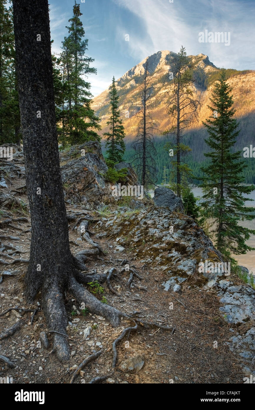 Lodgepole Pine forest at Lake Minnewanka, Banff National Park, Alberta ...