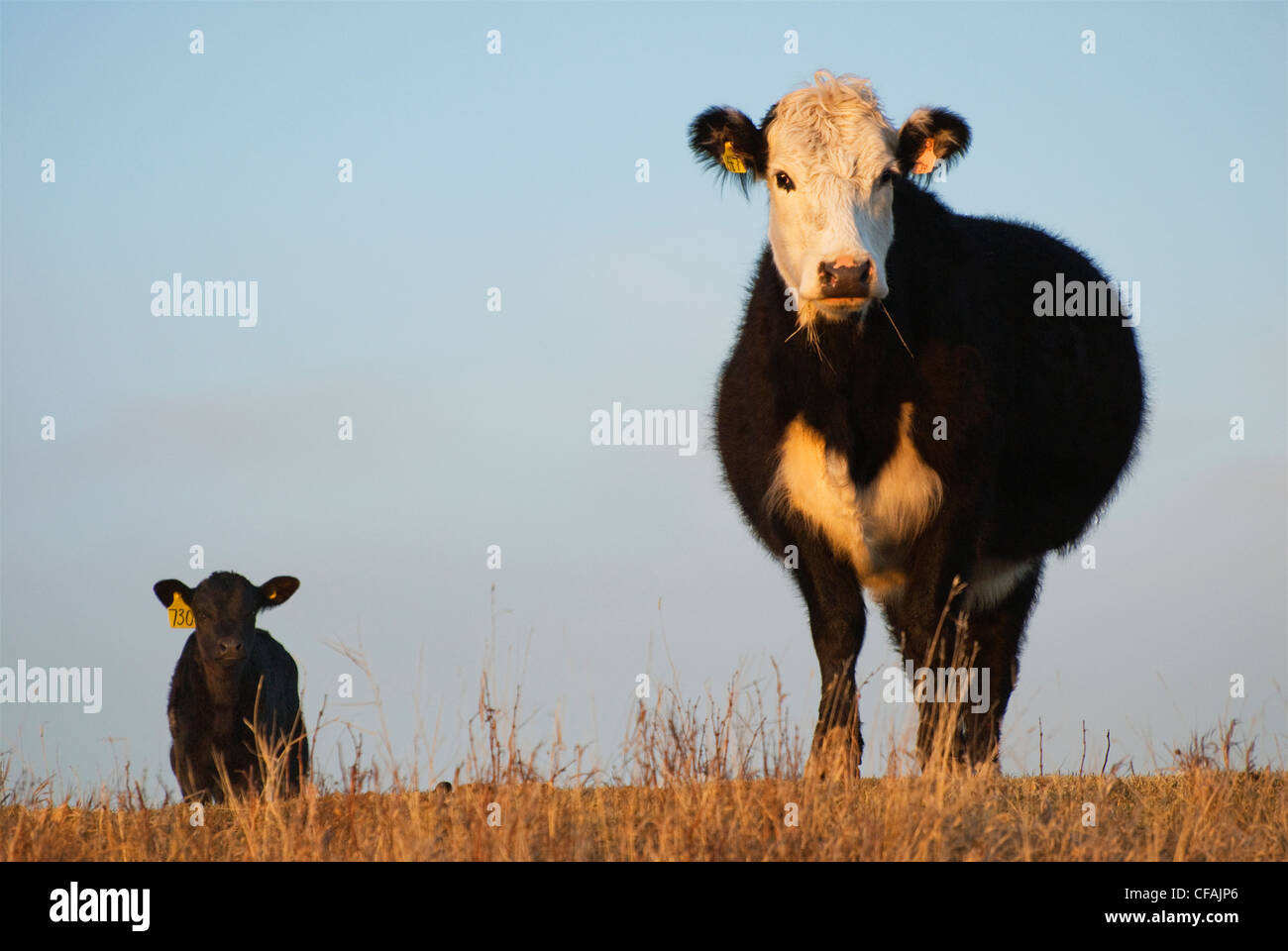 Alberta ranchland hi-res stock photography and images - Alamy