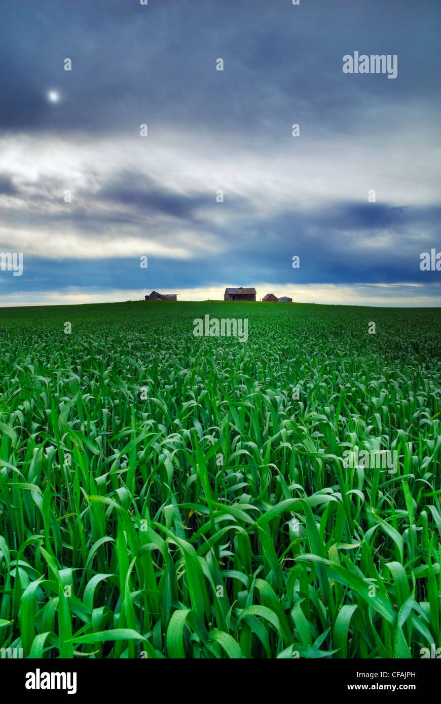 Sunlight beams crops hi-res stock photography and images - Alamy