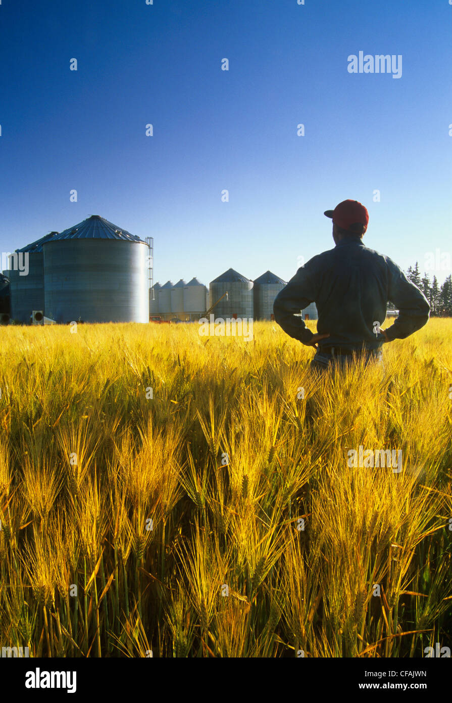 Farmer looks over barley field with grain bins beyond, Dugald, Manitoba ...