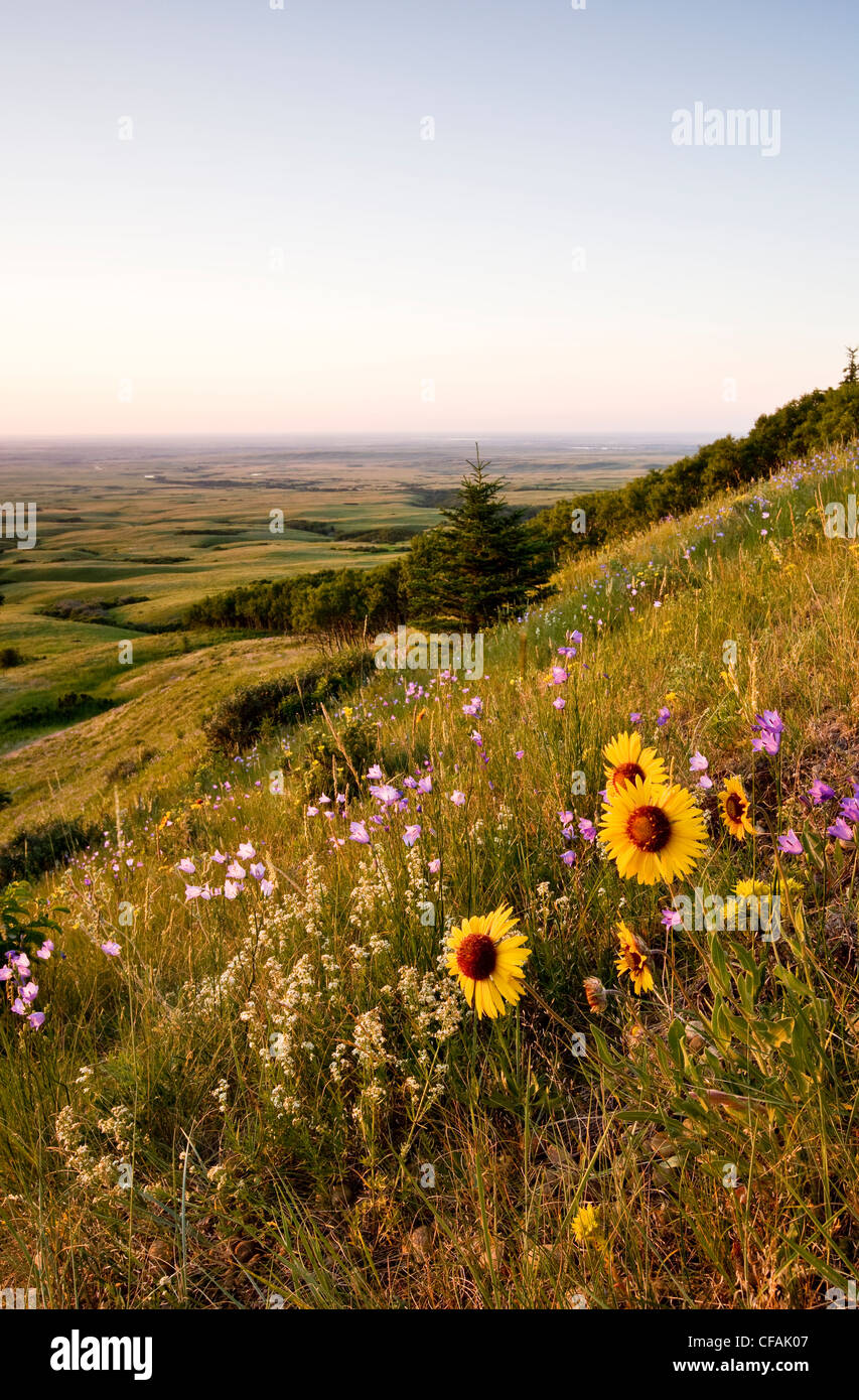 Wildflowers at bald butte hi-res stock photography and images - Alamy