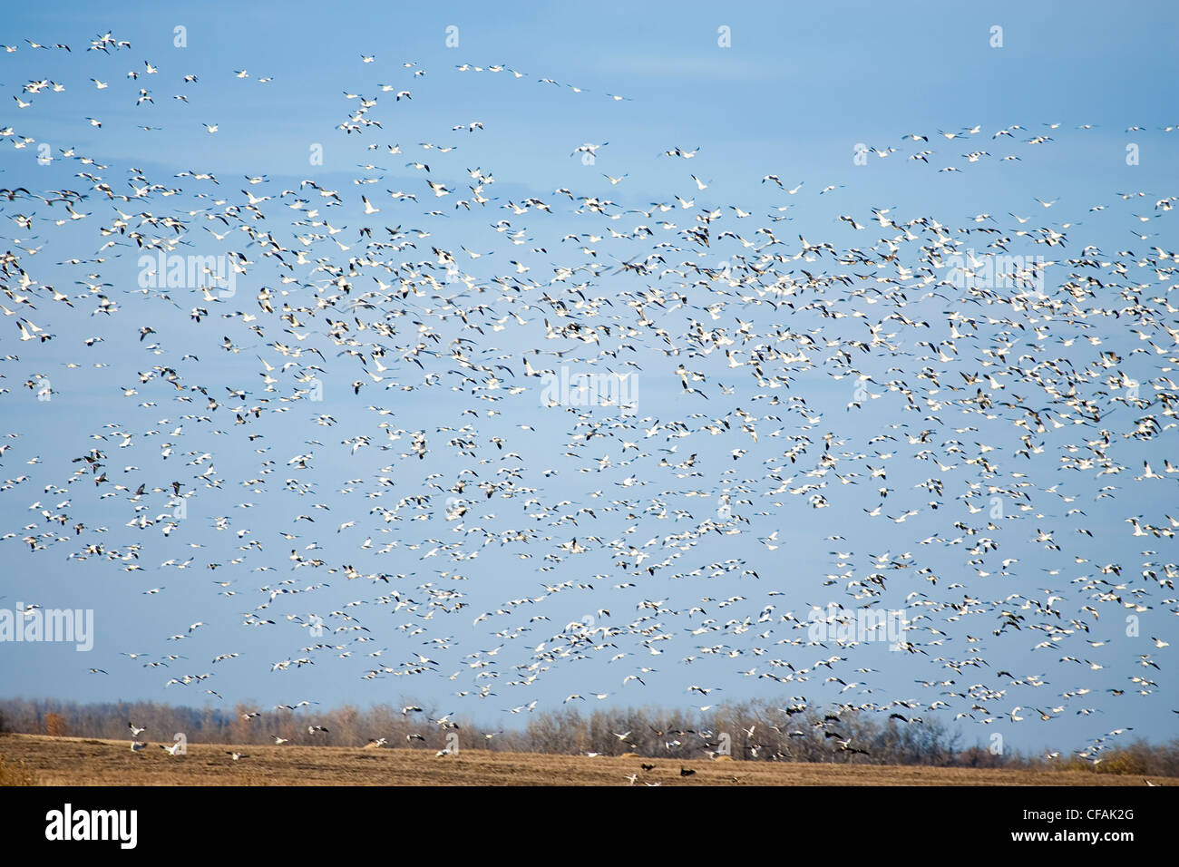 Large flock of Snow Geese (Chen caerulescens) above farm field in rural ...