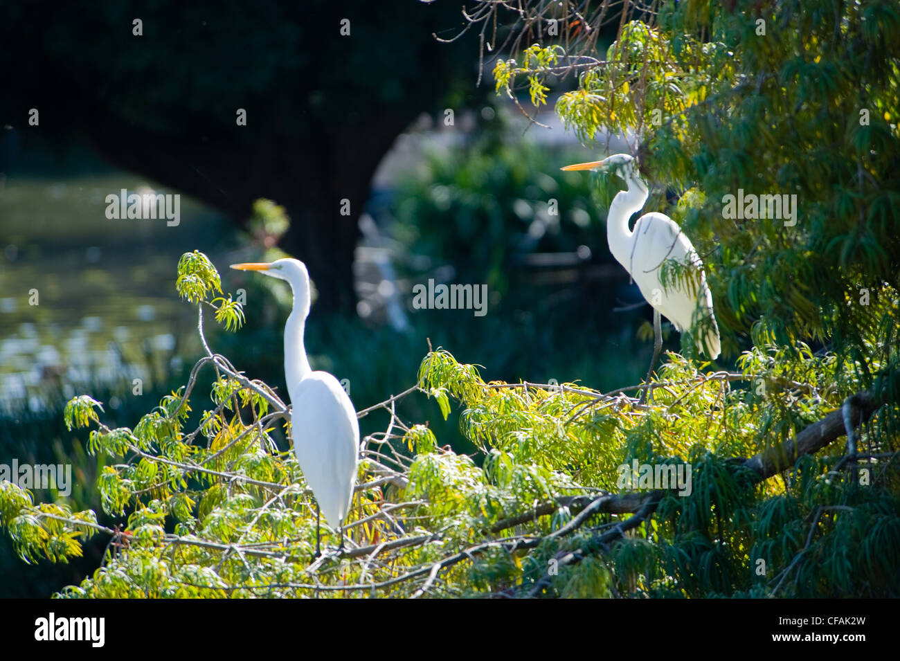 great egret pair Stock Photo - Alamy