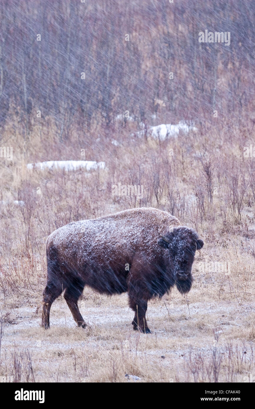 Bison (bos bison) in snow storm in Elk Island National Park, Alberta ...