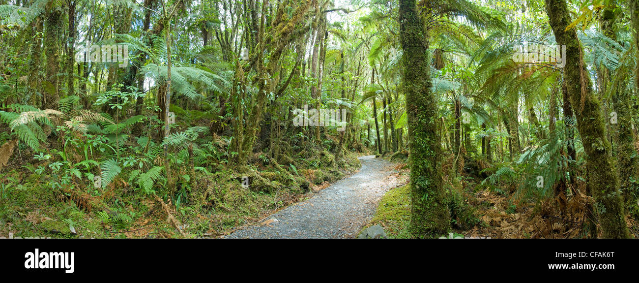 Temperate rainforest, West Coast, New Zealand Stock Photo - Alamy