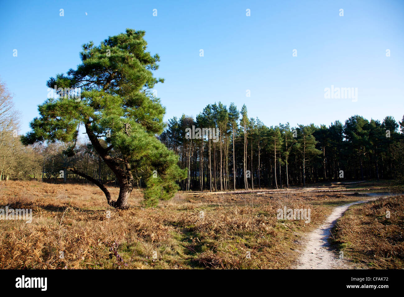 Reigate Heath heathland SSSi and AONB showing some deforestation taking ...