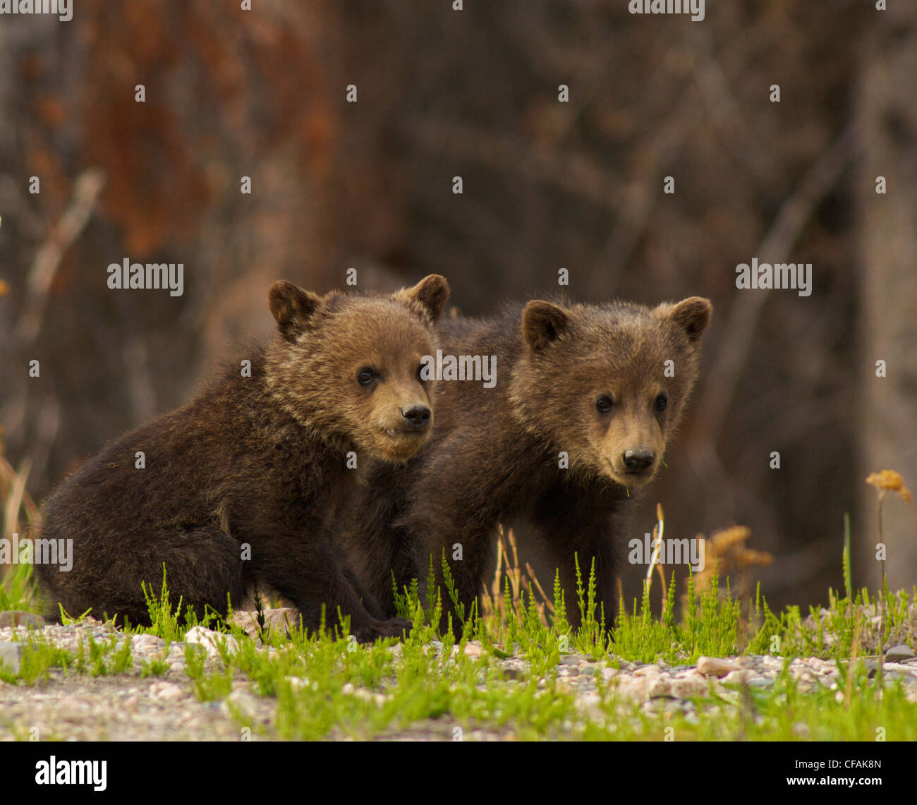 Two Rocky Mountain Grizzly Bear cubs (Ursus arctos horribilis Stock ...