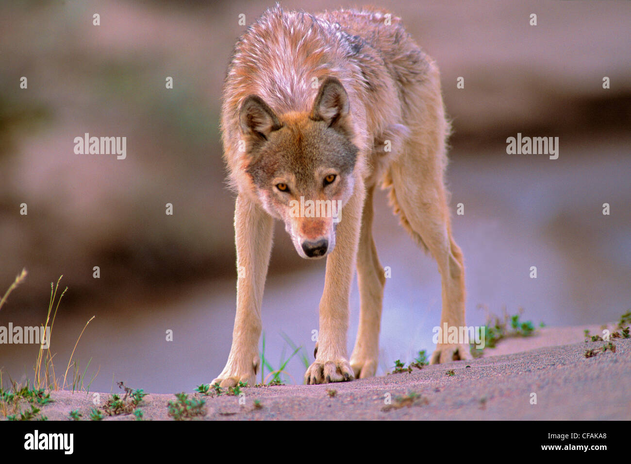 Arctic Wolf (Canis lupus arctos Stock Photo - Alamy