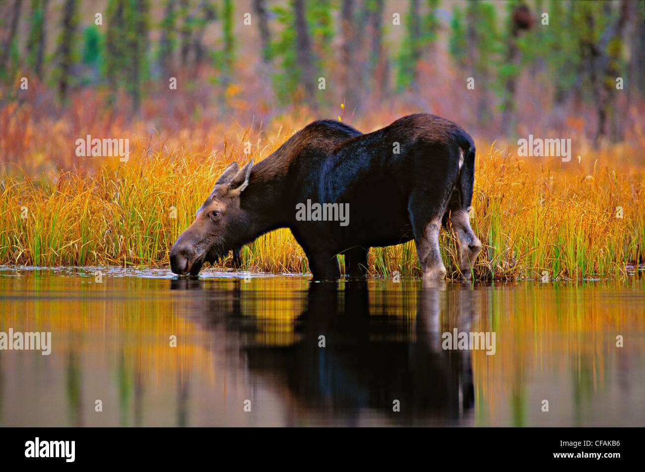 Moose cow (Alces alces) drinking from a marsh Stock Photo - Alamy