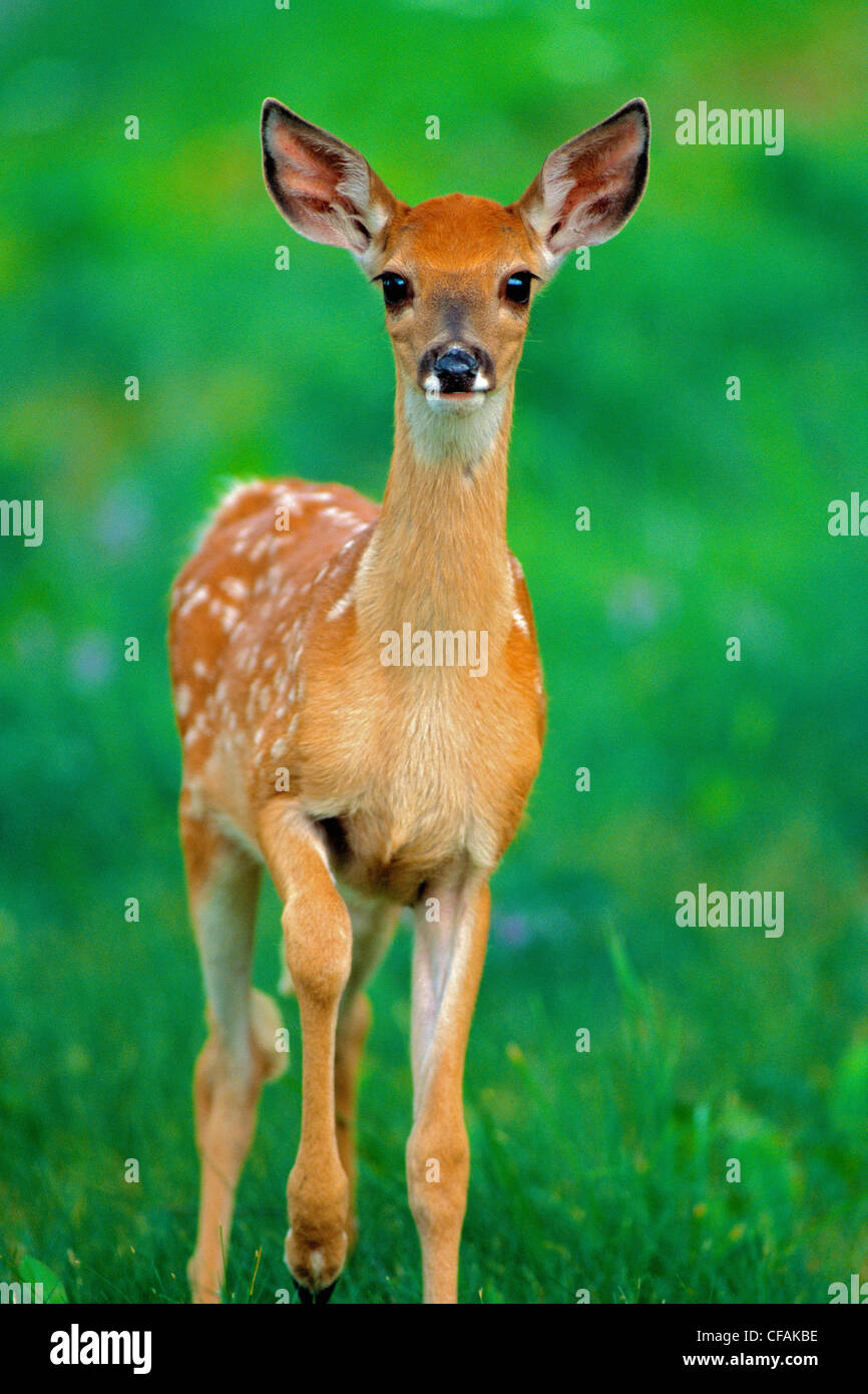 Front view of a Whitetail Deer fawn (Odocoileus virginianus Stock Photo ...