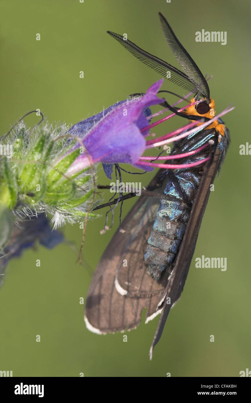 Virginia moths hi-res stock photography and images - Alamy