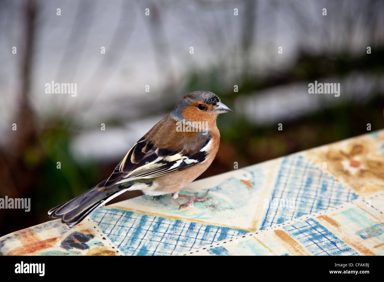 Chaffinch at the Caffle House Tearooms in the Watendlath Valley at ...