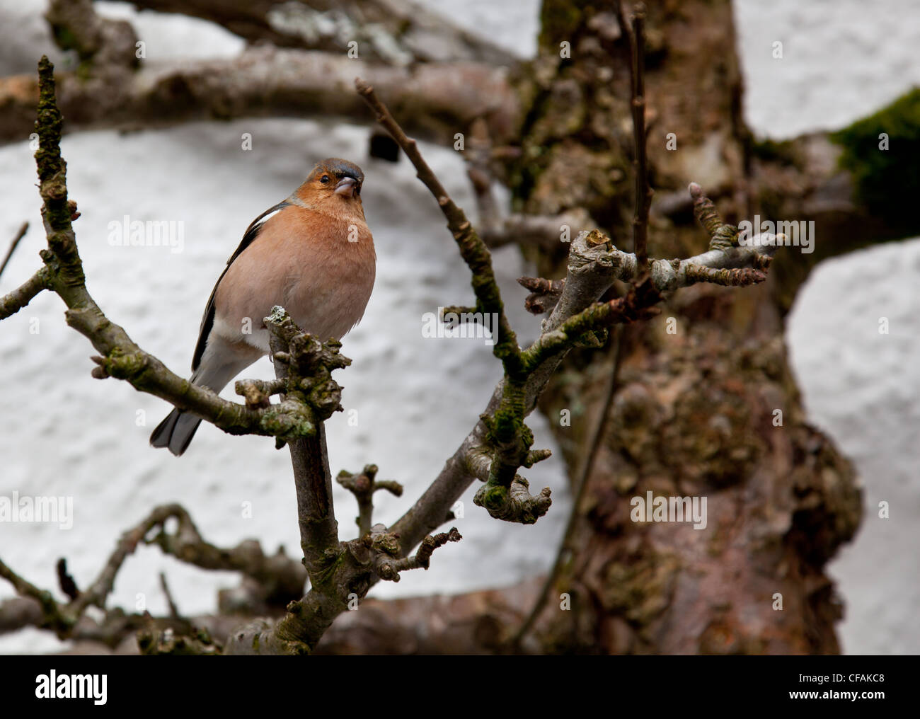 Chaffinch at the Caffle House Tearooms in the Watendlath Valley at ...
