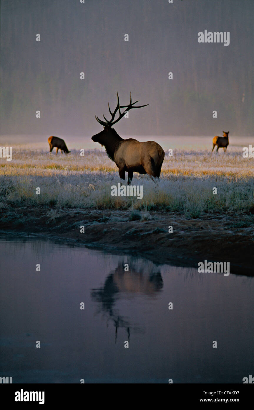 Field stream fog rivers mist hi-res stock photography and images - Alamy