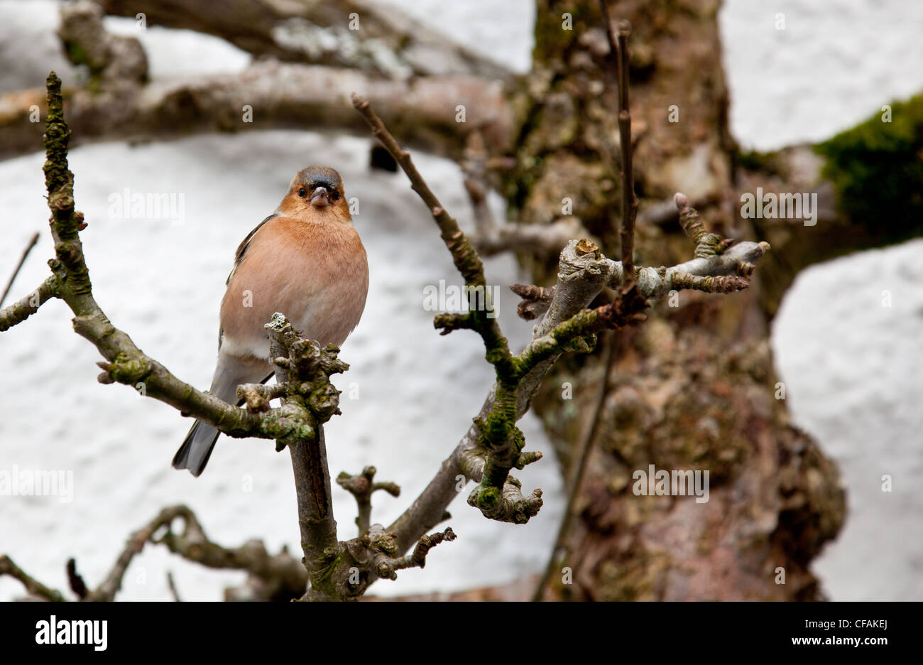 Chaffinch at the Caffle House Tearooms in the Watendlath Valley at ...