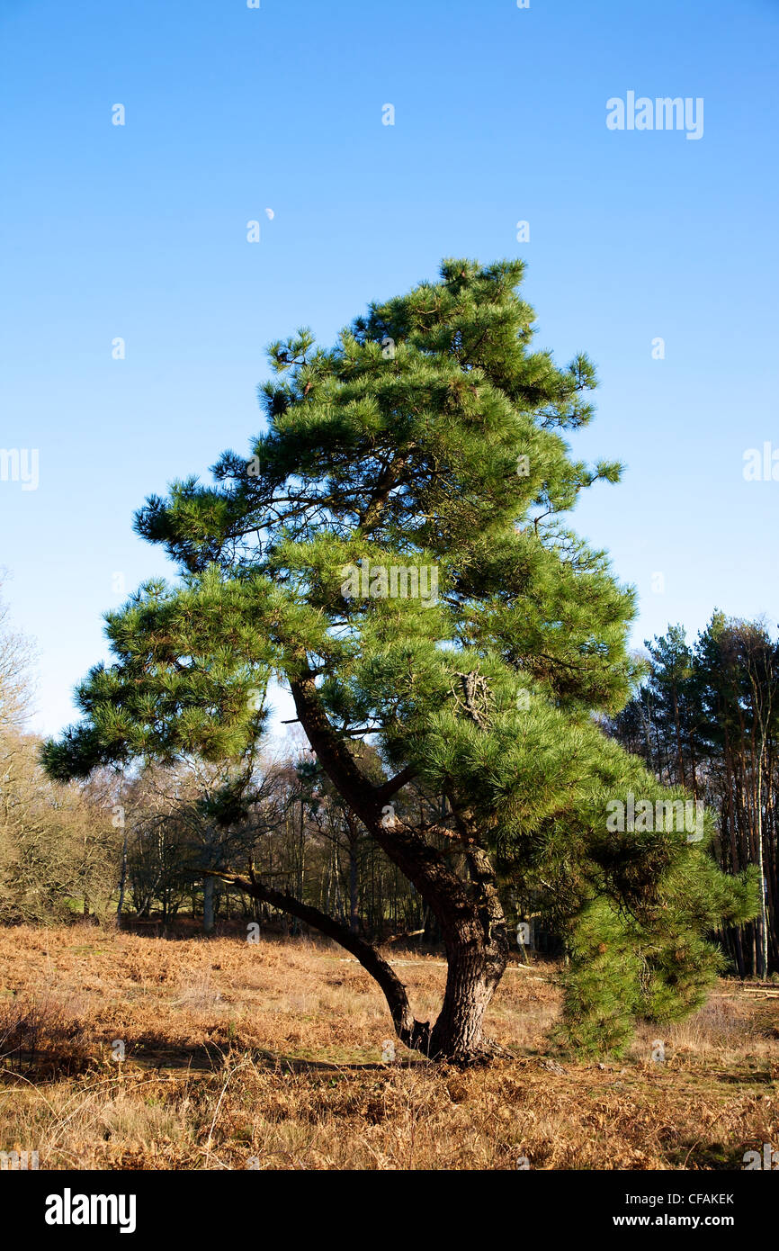 Reigate Heath heathland SSSi and AONB showing some deforestation taking ...