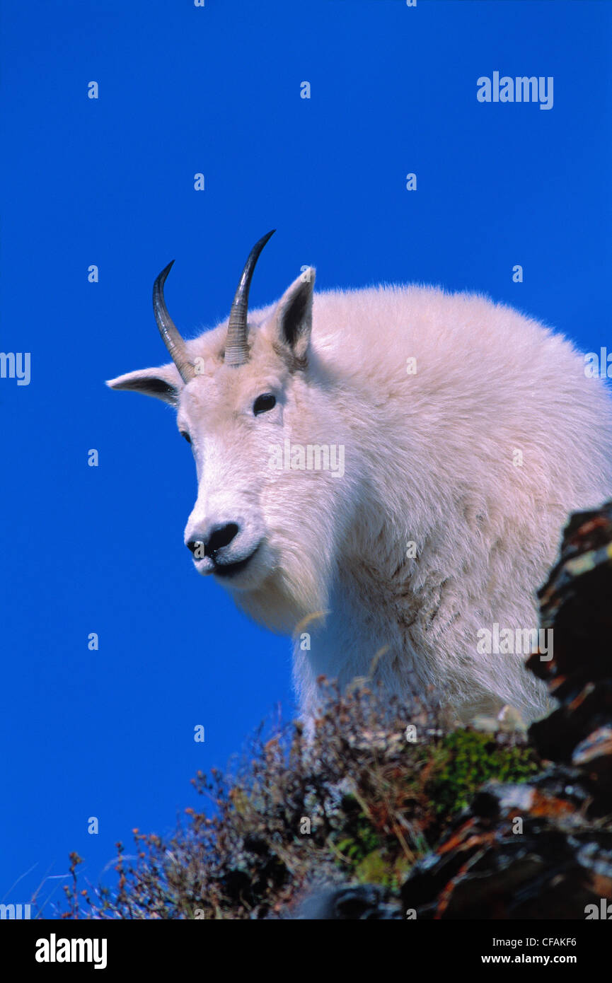 Mountain Goat (Oreamnos americanus Stock Photo - Alamy