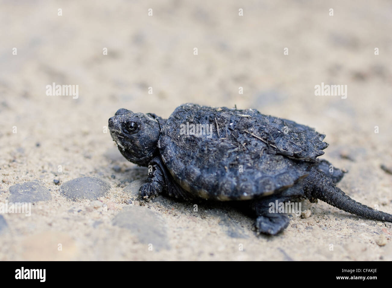 American snapping turtle hi-res stock photography and images - Alamy