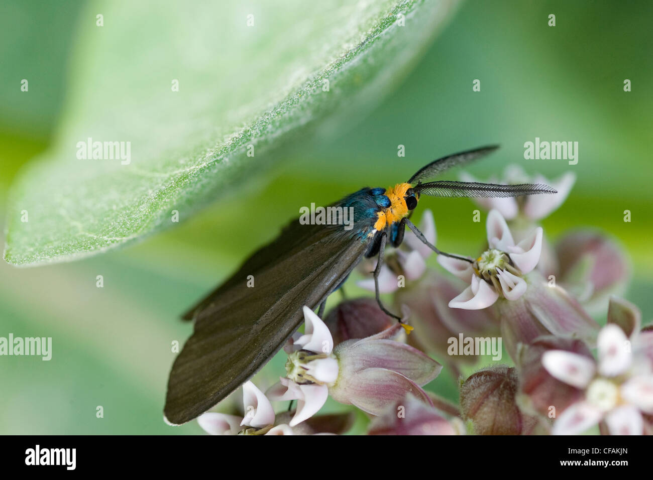 Virginia Moths High Resolution Stock Photography and Images - Alamy