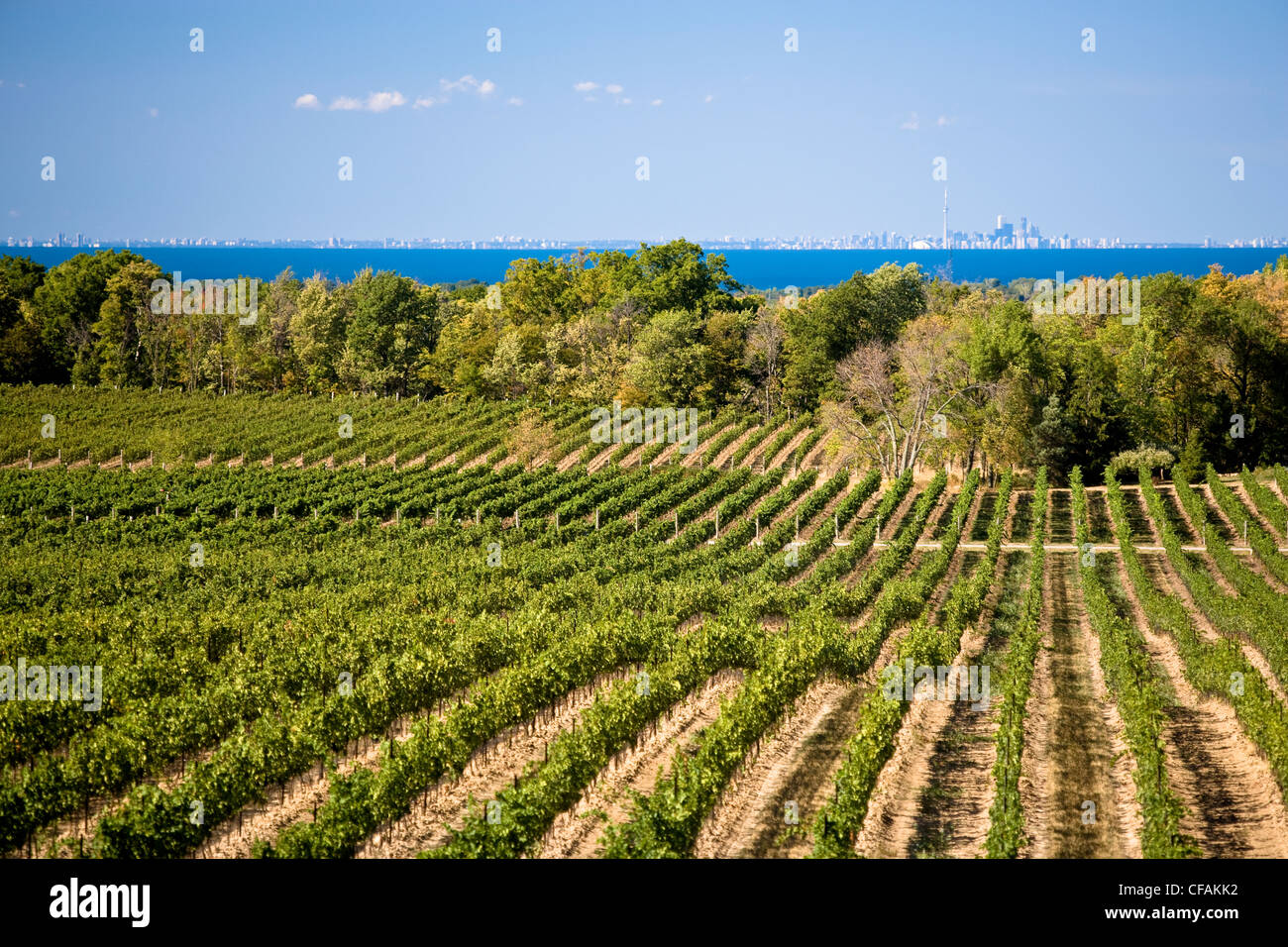 Wineries canada toronto hi-res stock photography and images - Alamy