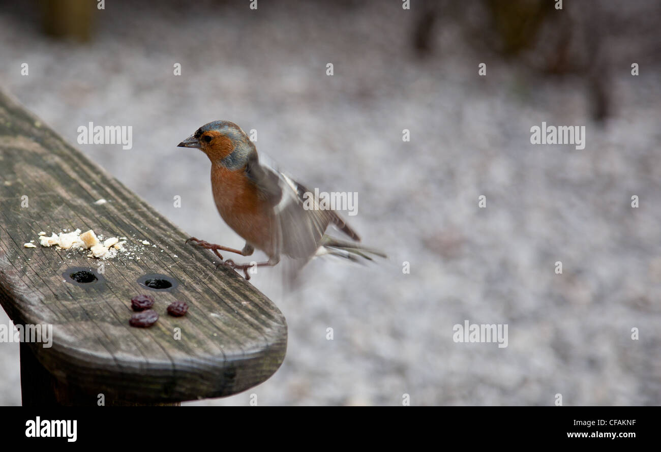 Chaffinch at the Caffle House Tearooms in the Watendlath Valley at ...
