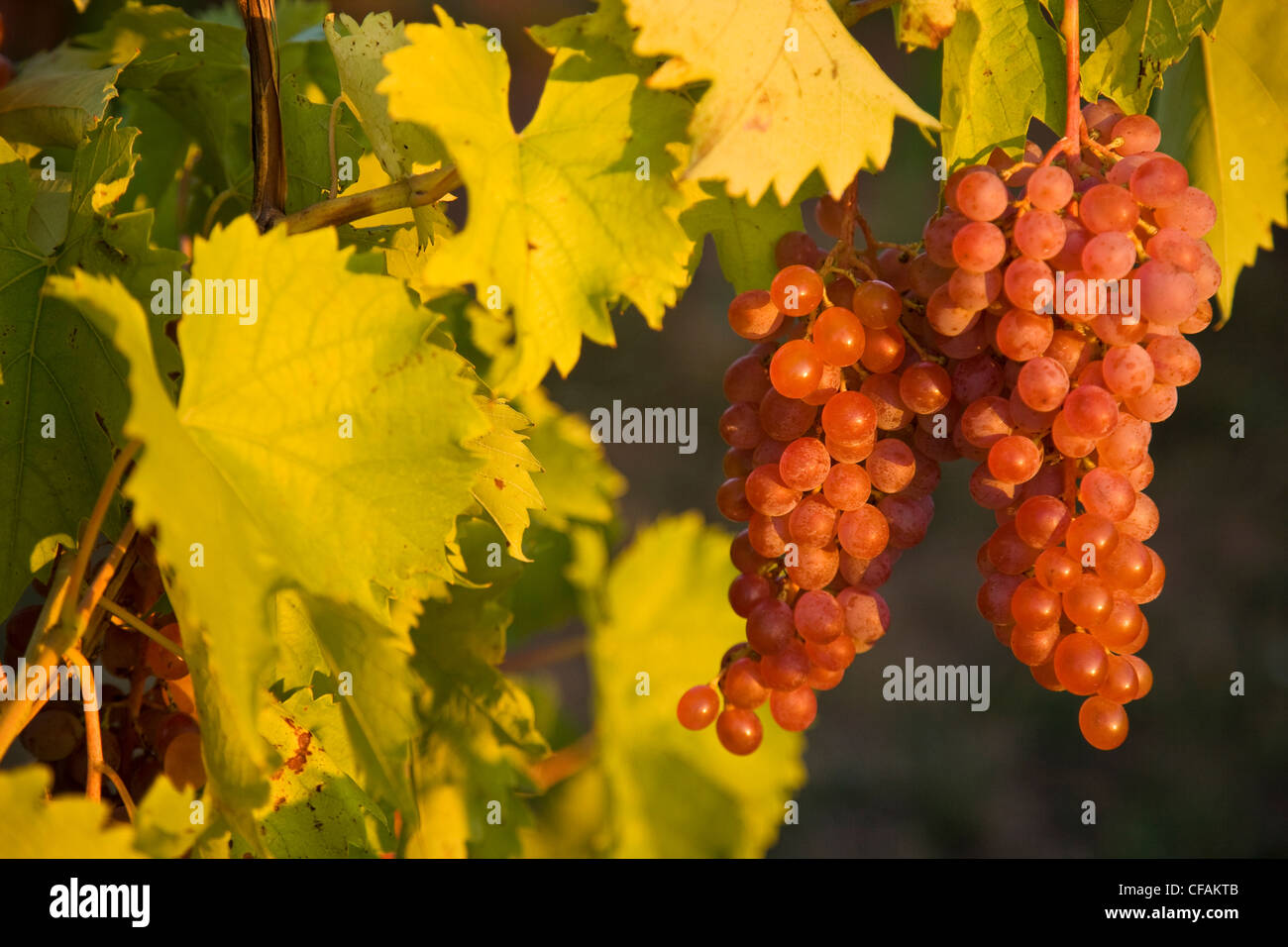 Pinot Noir grapes growing on vineyard in Niagara Peninsula near Grimsby ...