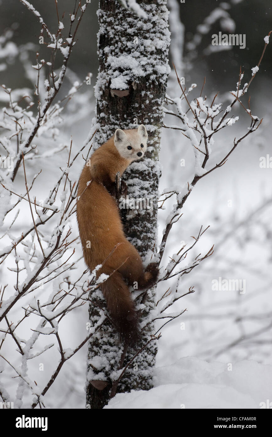 American pine martin hi-res stock photography and images - Alamy