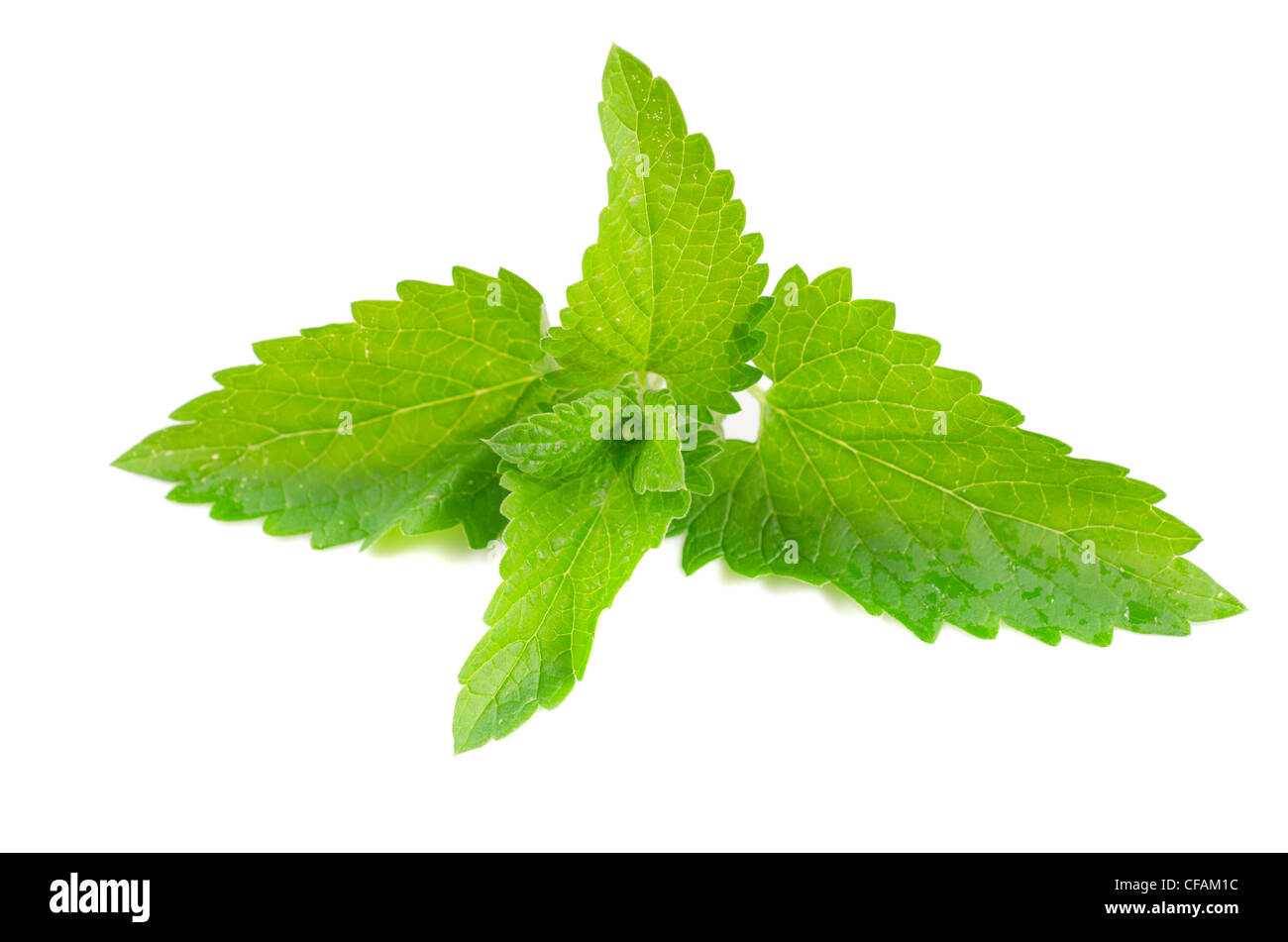 Green fresh mint isolated on white background Stock Photo - Alamy