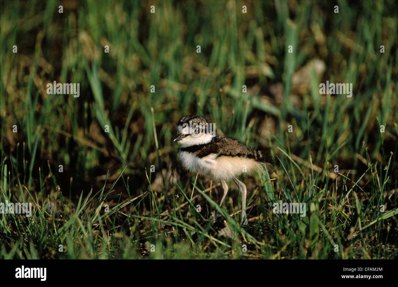 Baby Killdeer High Resolution Stock Photography and Images - Alamy