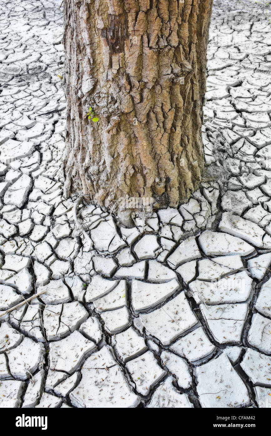 Trunk of a tree and cracked clay mud in the Red River Valley. Winnipeg ...