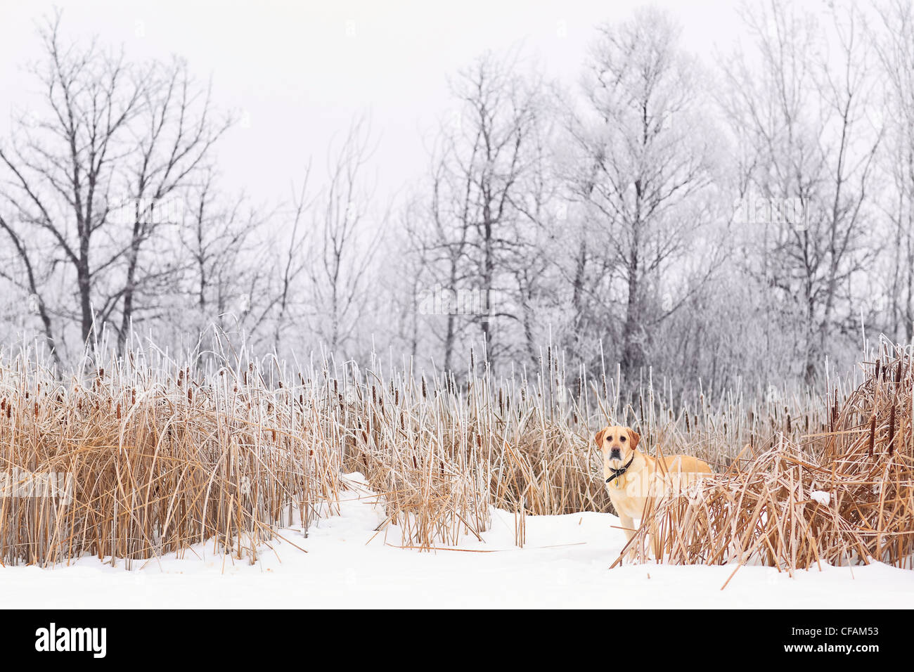 Yellow Labrador Retriever standing in a marsh on a snowy winter day ...