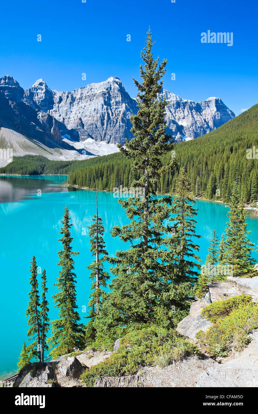 Lodgepole pine forest banff national hi-res stock photography and ...