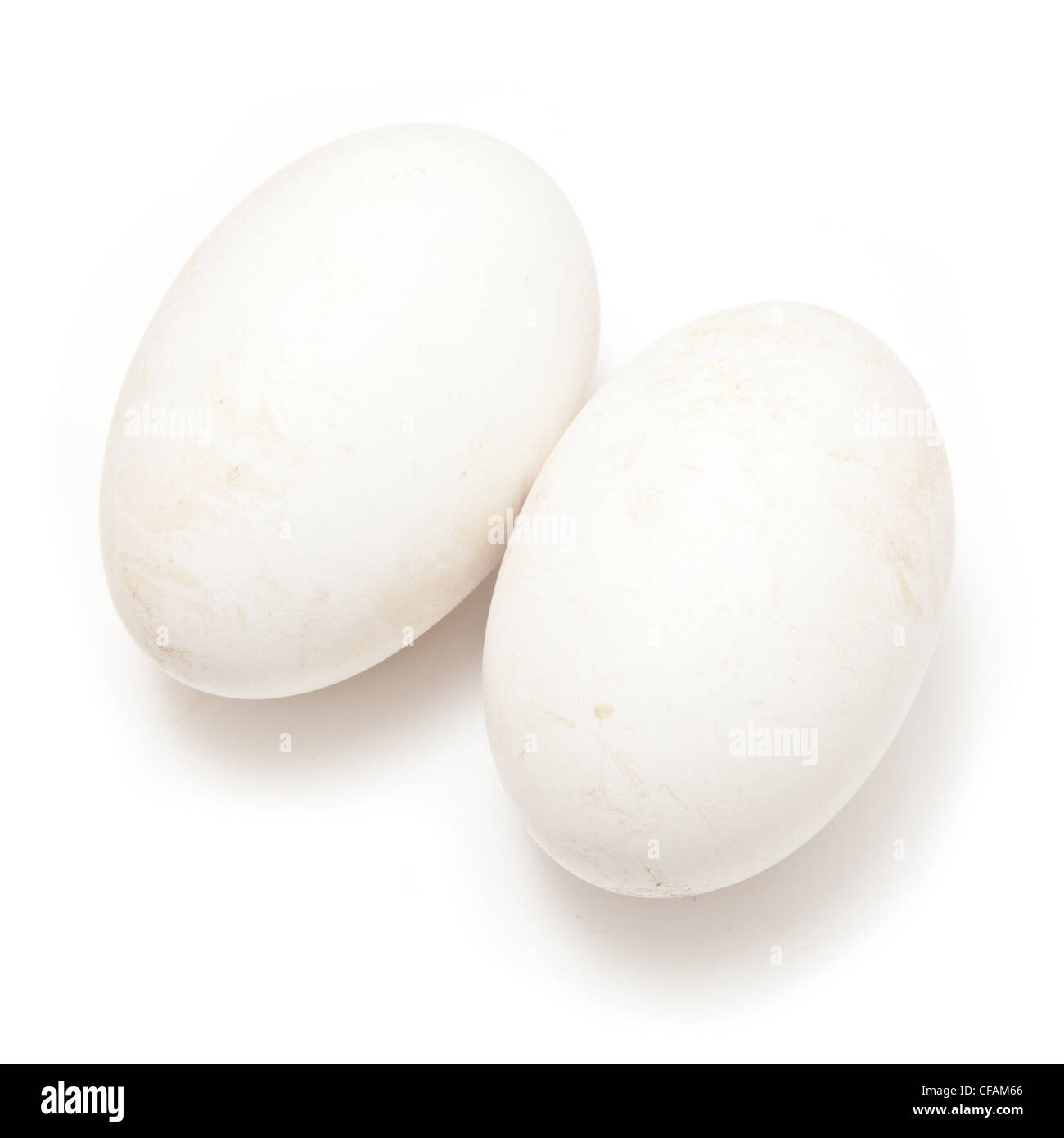 Goose eggs isolated on a white studio background Stock Photo - Alamy