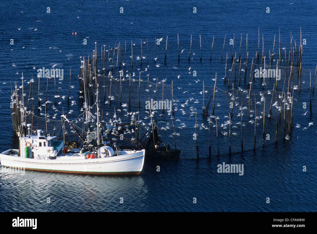 fishing boat and weir, Grand Manan, New Brunswick, Canada Stock Photo ... fishing boat and weir, Grand Manan, New Brunswick, Canada Stock Photo ...
