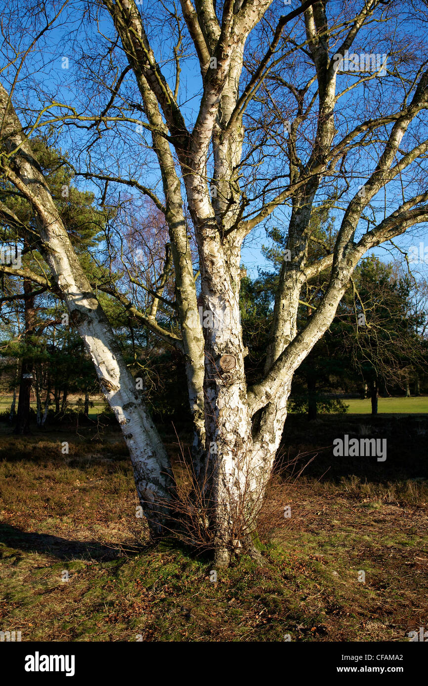 Surrey sssi woodland heathland hi-res stock photography and images - Alamy
