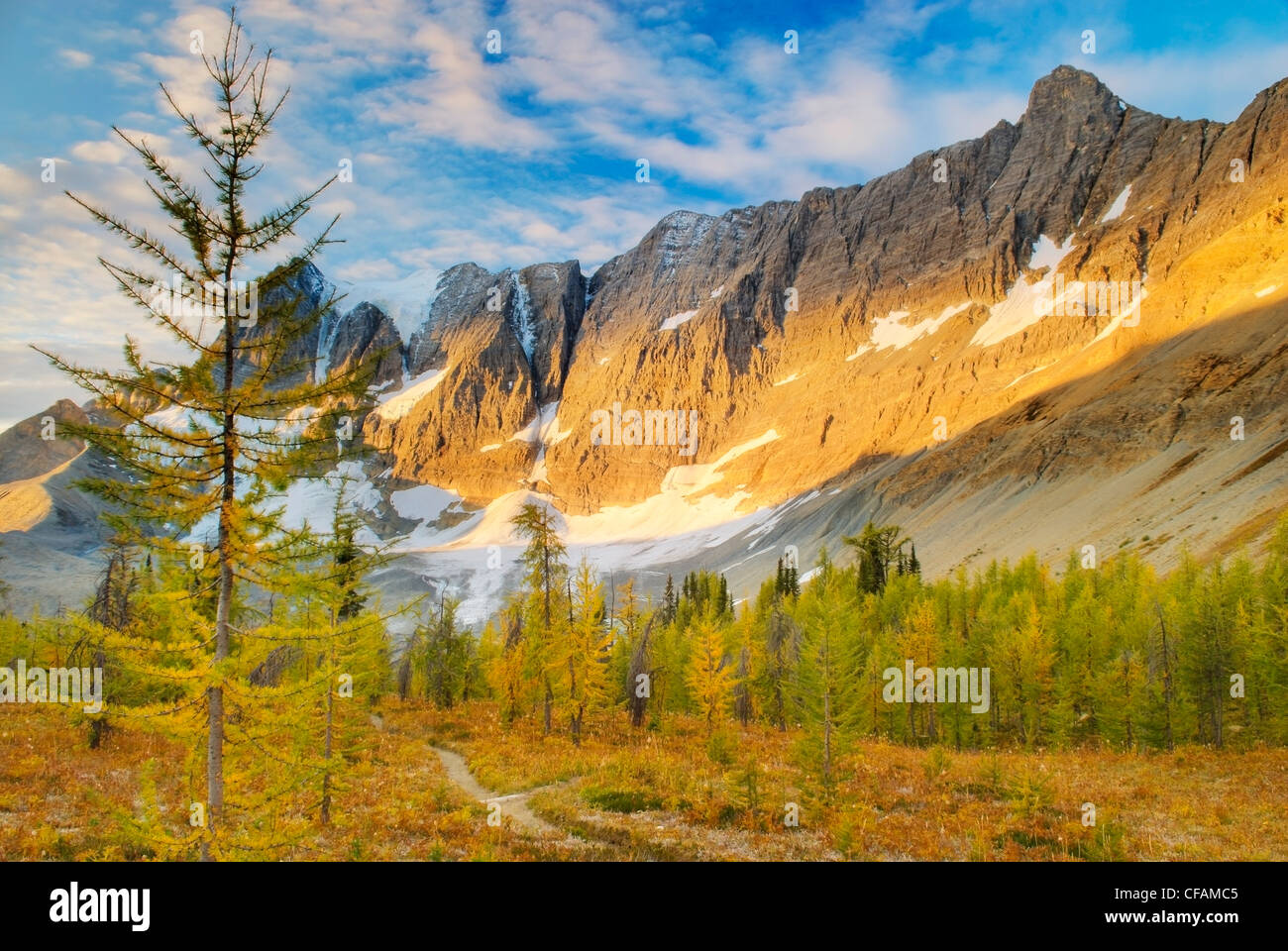 Alpine larch (Larix lyallii) on Tumbling Pass, the Rockwall Trail ...