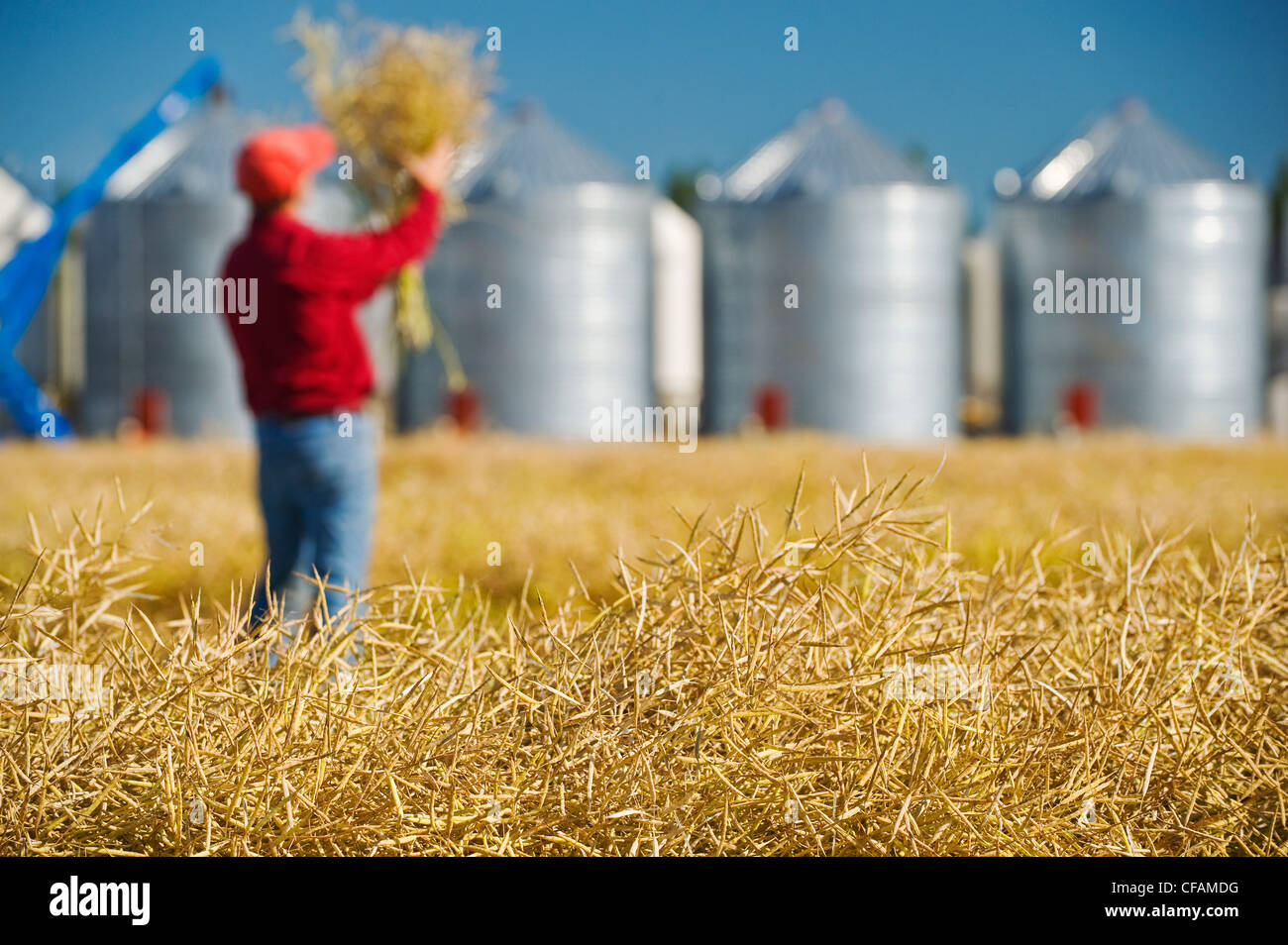 Farmer examining rapeseed crops farm hi-res stock photography and ...
