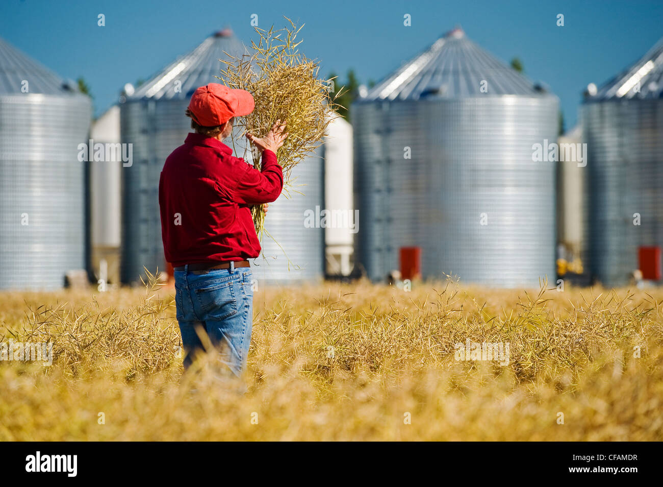 Canolwith hi-res stock photography and images - Alamy