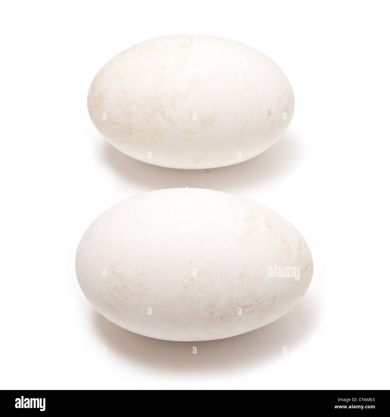 Goose eggs isolated on a white studio background Stock Photo - Alamy