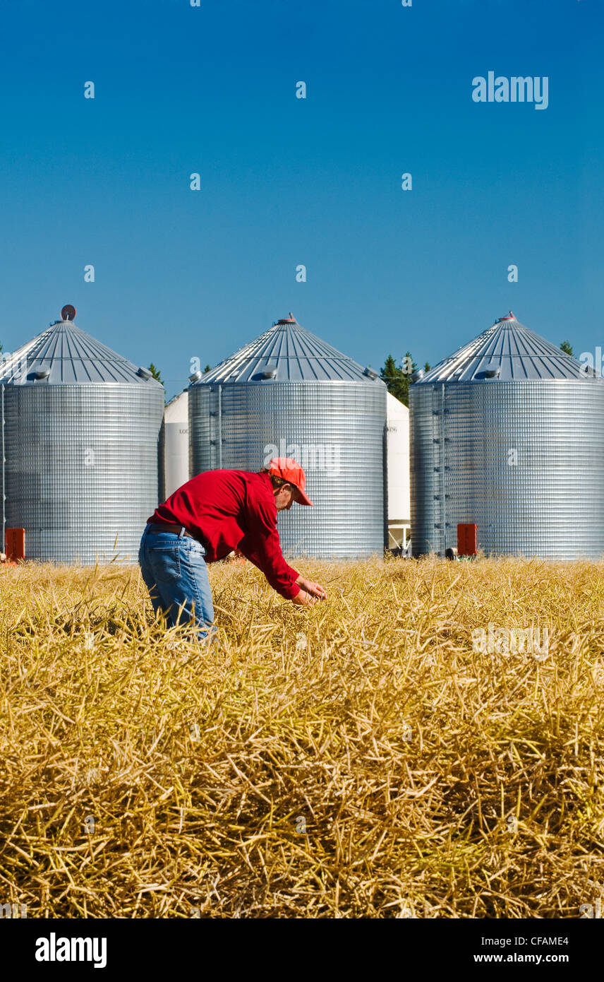farmer checks field maturing swathed canolwith Stock Photo - Alamy