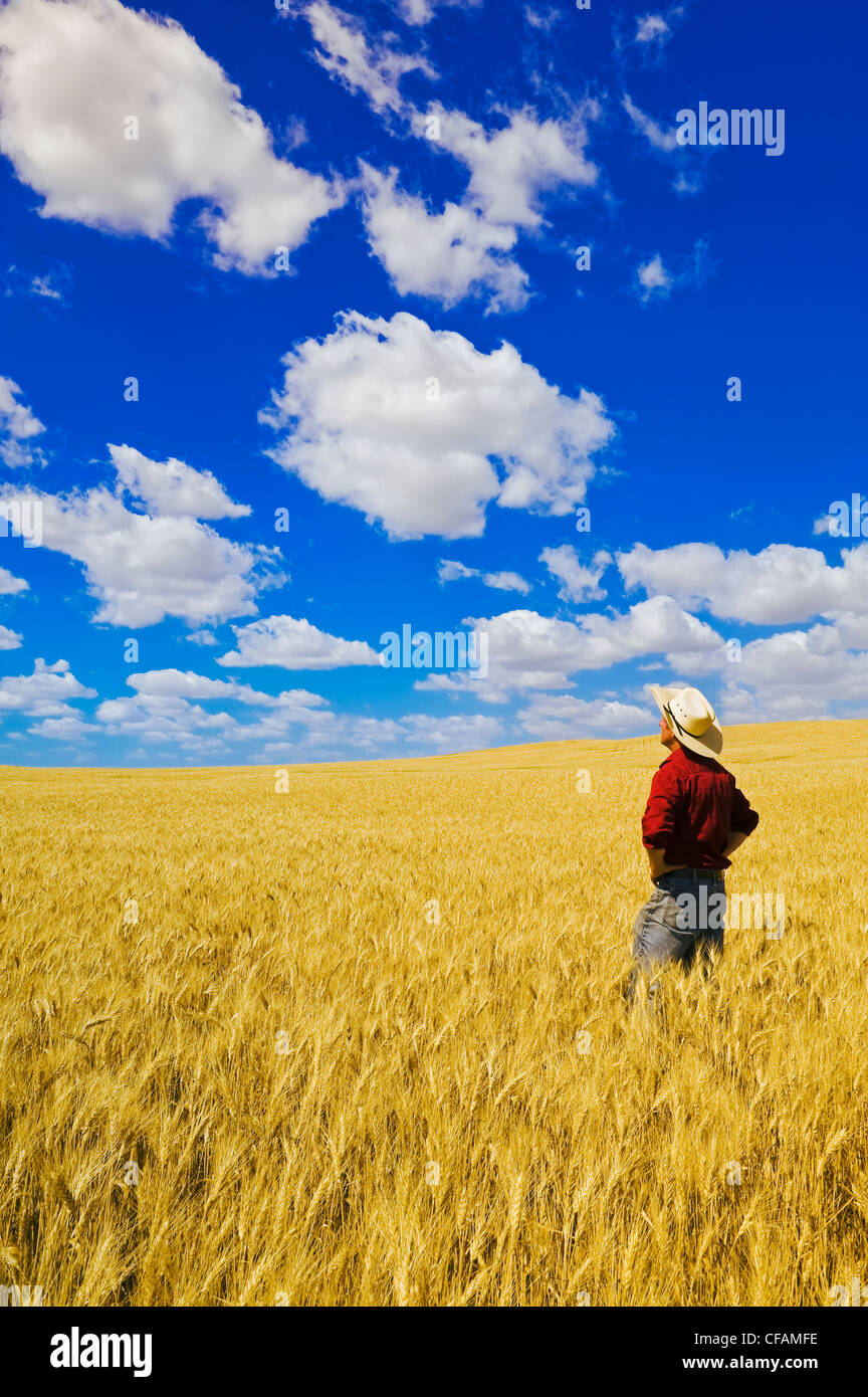 a man looks out over a mature, harvest ready durum wheat field, near ...