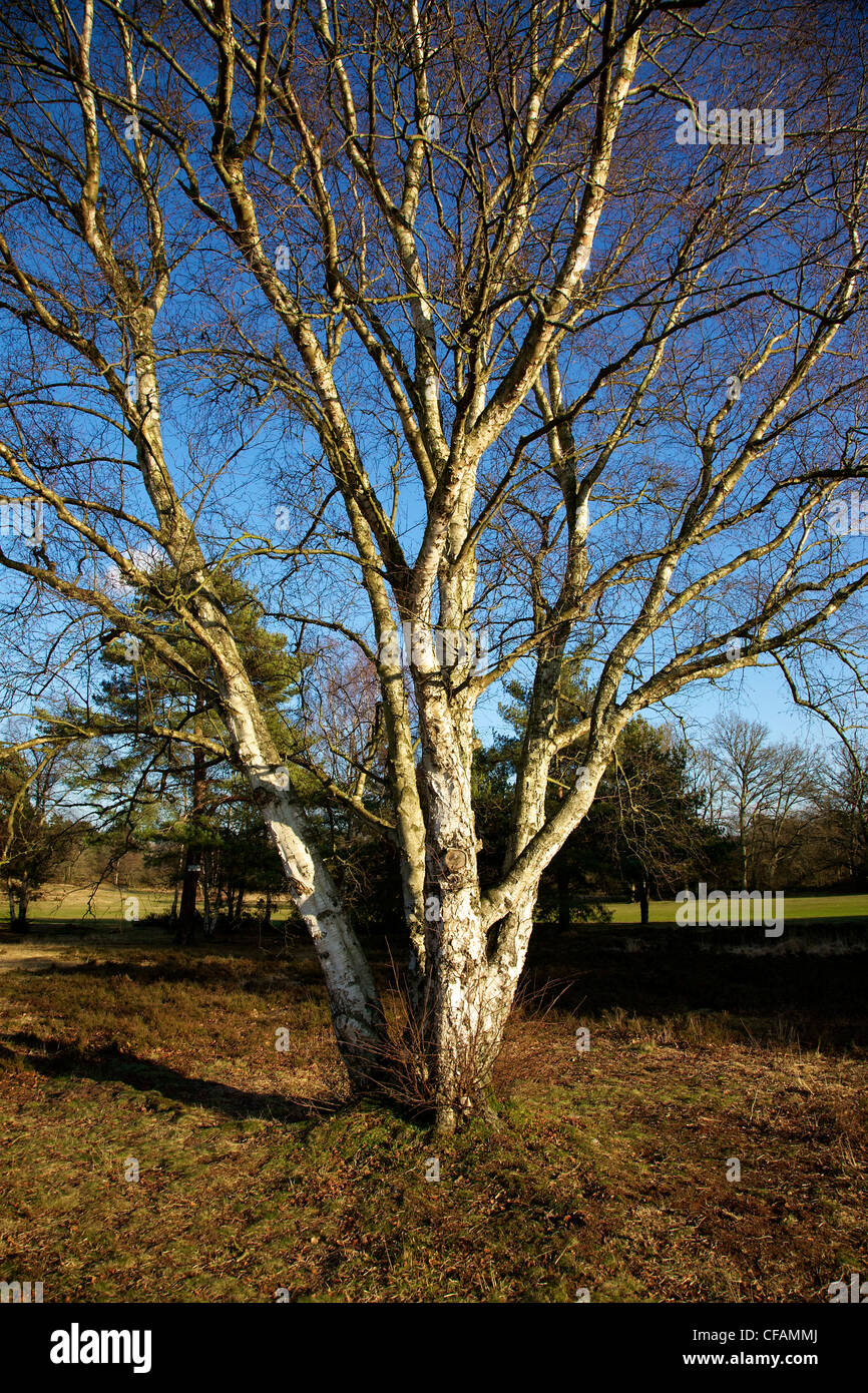 A Birch tree on Reigate Heath, Surrey Stock Photo - Alamy